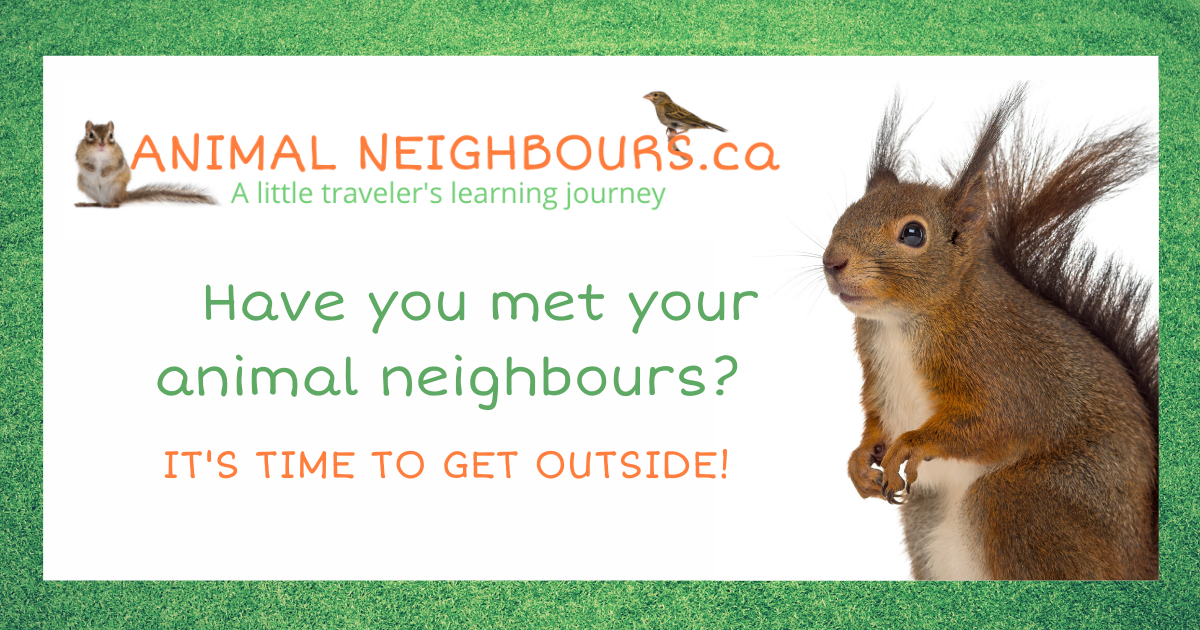 Meet your animal neighbours!